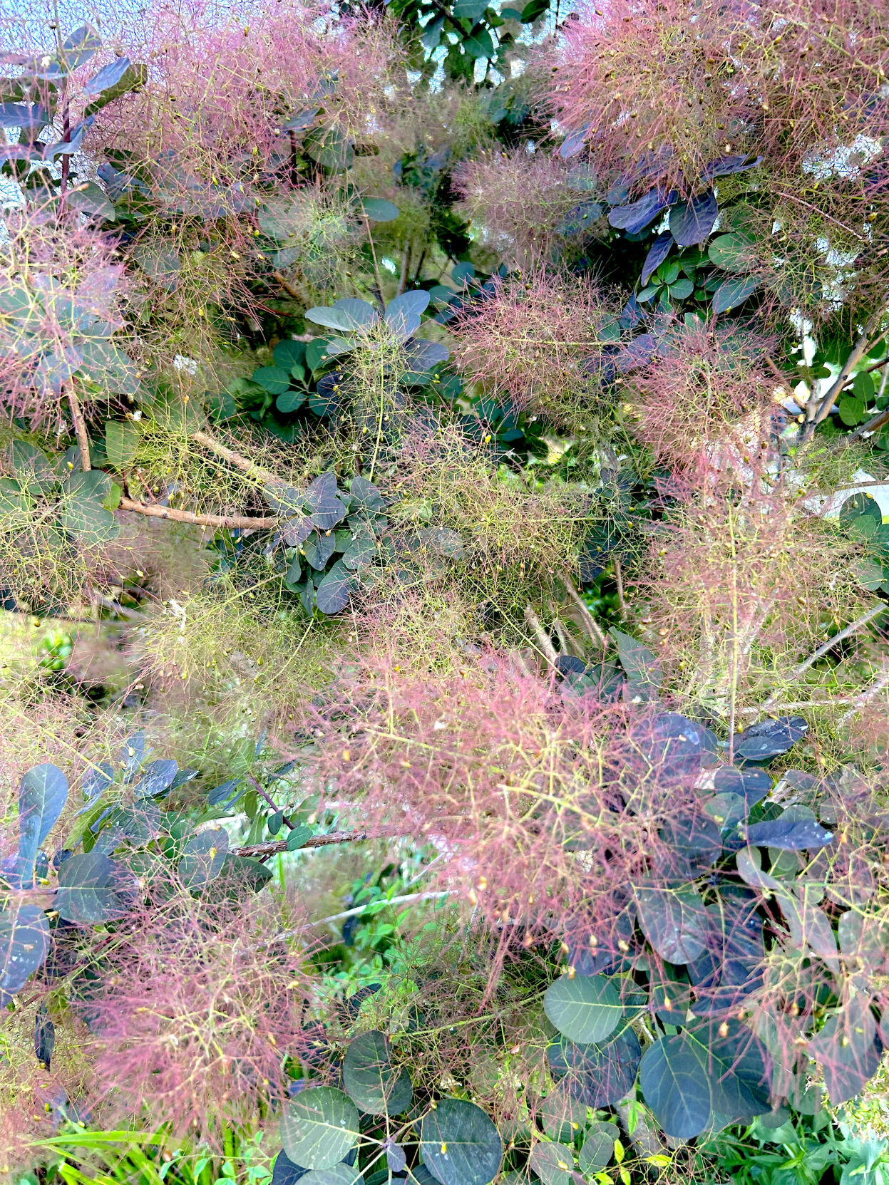 Every Blooming Thing - Smoke Tree: A Highway Delight | Corning Observer ...