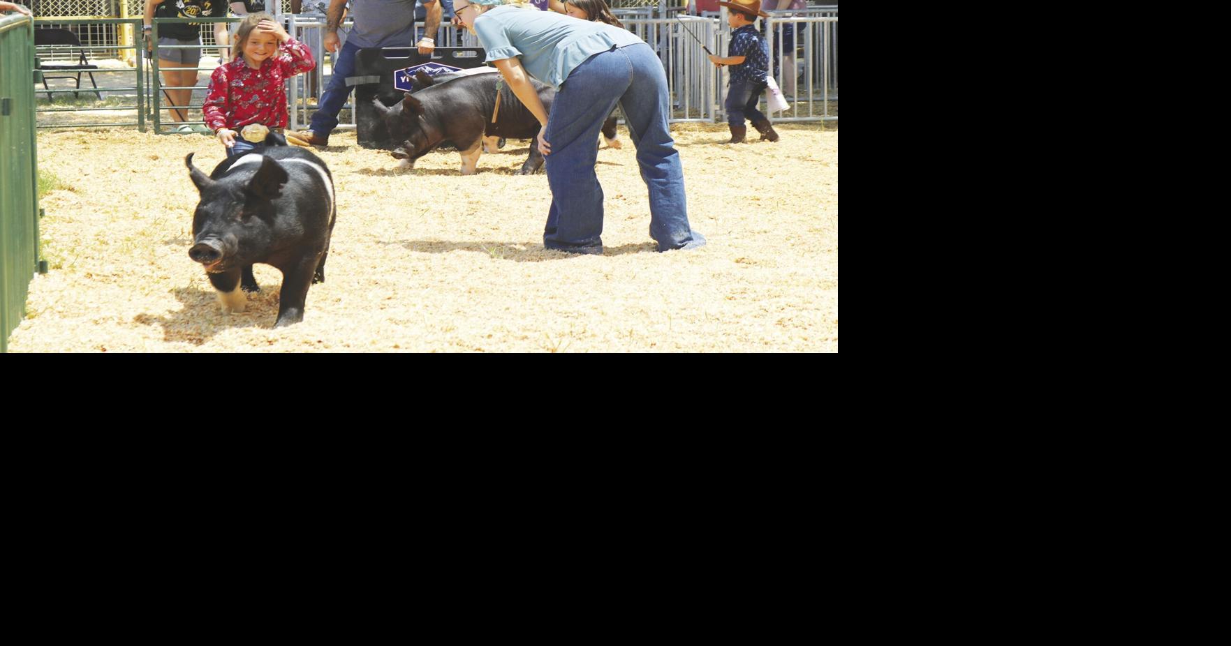 What's not to judge?: Livestock and poultry judges share what they’re ...