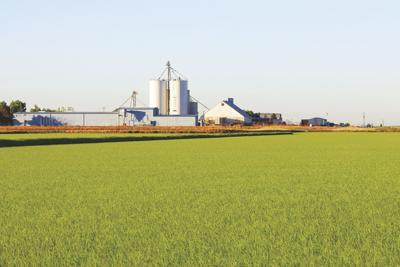 COVID-19 impacts on ag | News | appeal-democrat.com