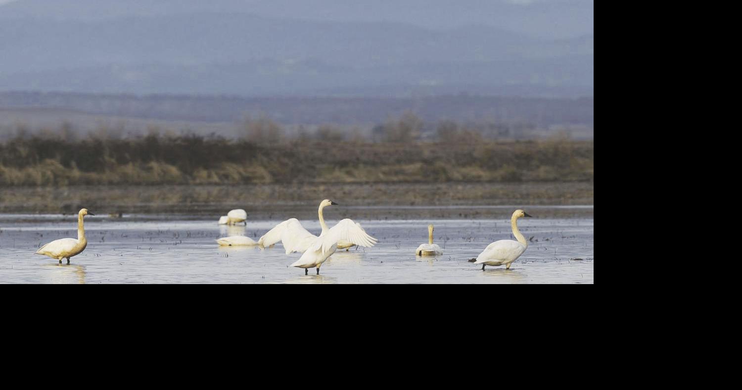 Swan Fest is back | News | appeal-democrat.com