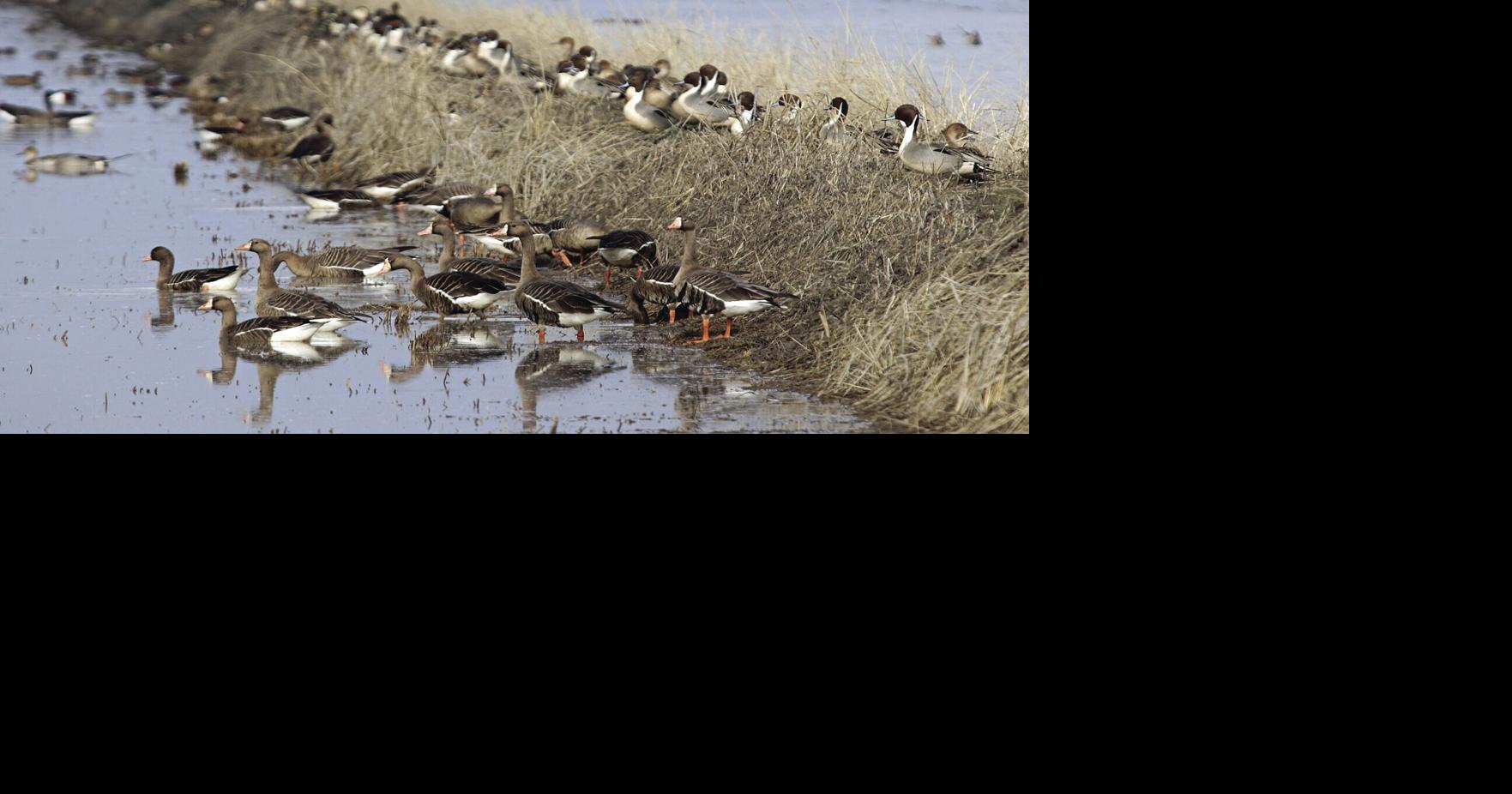 Agencies help create bird habitat | Colusa Sun Herald | appeal-democrat.com