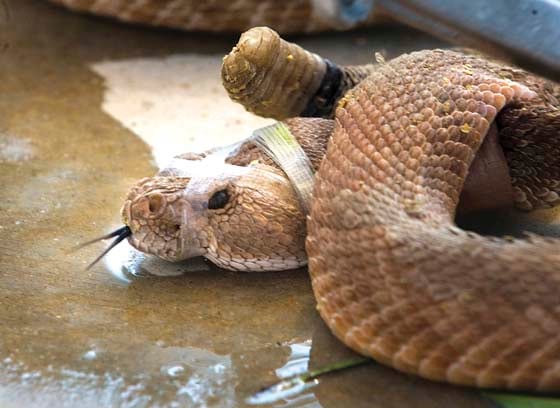 Teaching pets snake smarts | | appeal-democrat.com