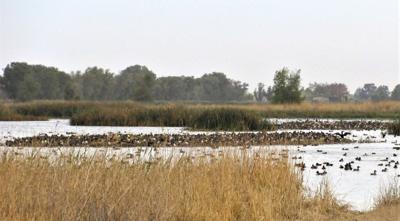 CDFW responds to questions submitted by the public | Corning Observer ...