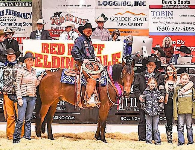 Red Bluff Bull and Gelding Sale breaks records | Corning Observer ...