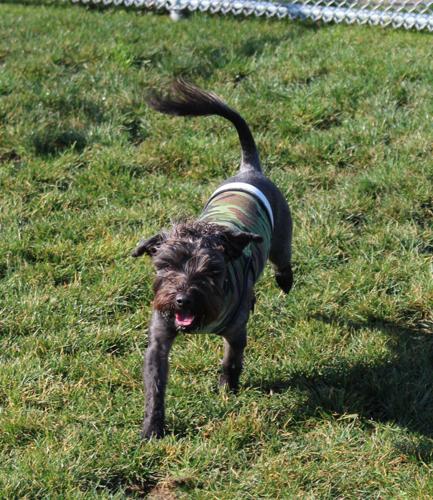 Pet of the Week: Bonzai loves going on walks | Living | appeal-democrat.com