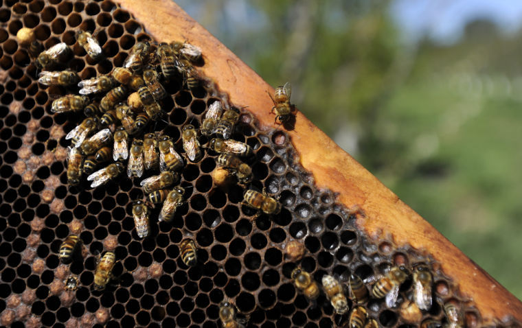 A vital need for bees in Yuba-Sutter | News | appeal-democrat.com