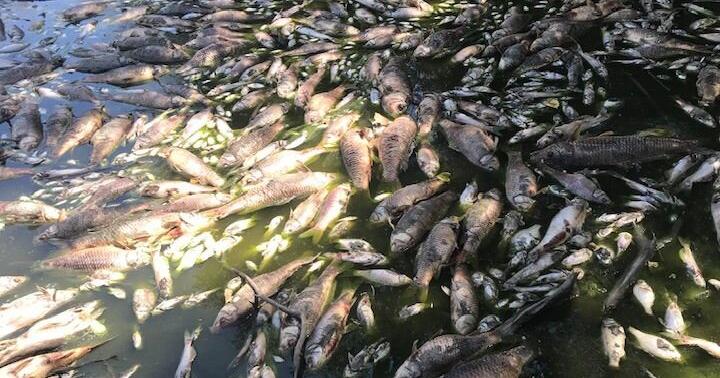 Association raises concerns regarding large fish kill in Sutter Bypass ...