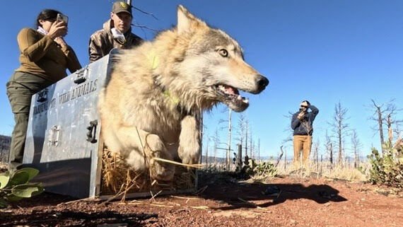 Five gray wolves captured by CDFW | News | appeal-democrat.com