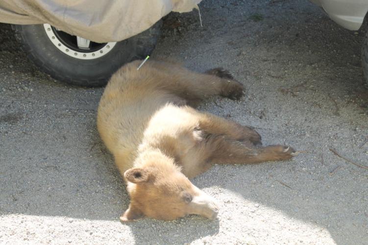 Bear takes a stroll around Colusa; animal is safely removed without ...