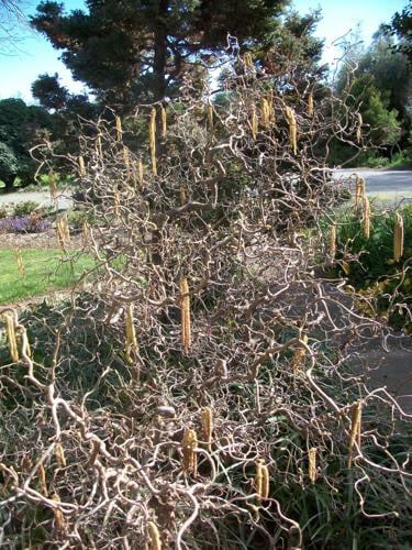corkscrew hazel