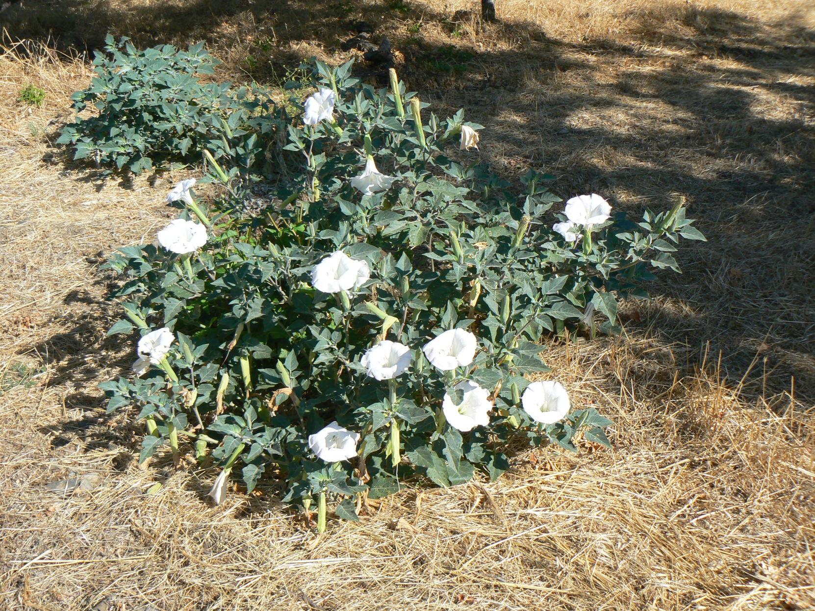 Every Blooming Thing: Devil's weed is nature's sinister plant | Corning ...