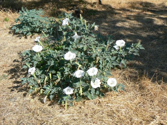 Every Blooming Thing: Devil's weed is nature's sinister plant | Corning ...