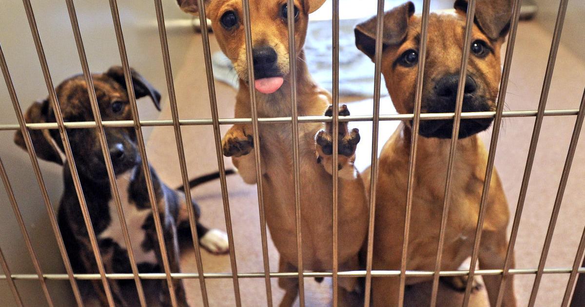 Sutter Animal Services Authority thriving at new facility | News ...