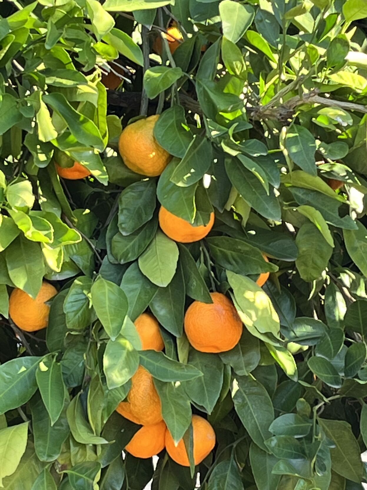 Every Blooming Thing - A Taste of Citrus | Corning Observer | appeal ...