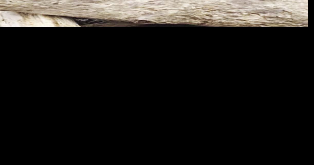 Sutter County police dog slain in suspect pursuit | News | appeal ...