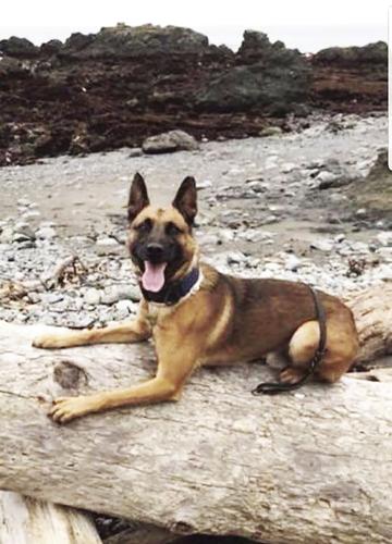Sutter County police dog slain in suspect pursuit | News | appeal ...
