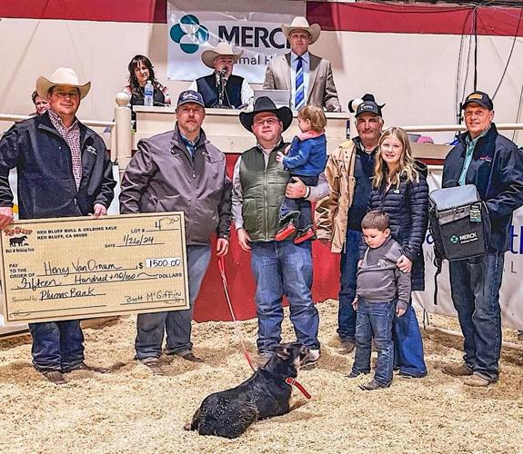 Red Bluff Bull and Gelding Sale breaks records | Corning Observer ...