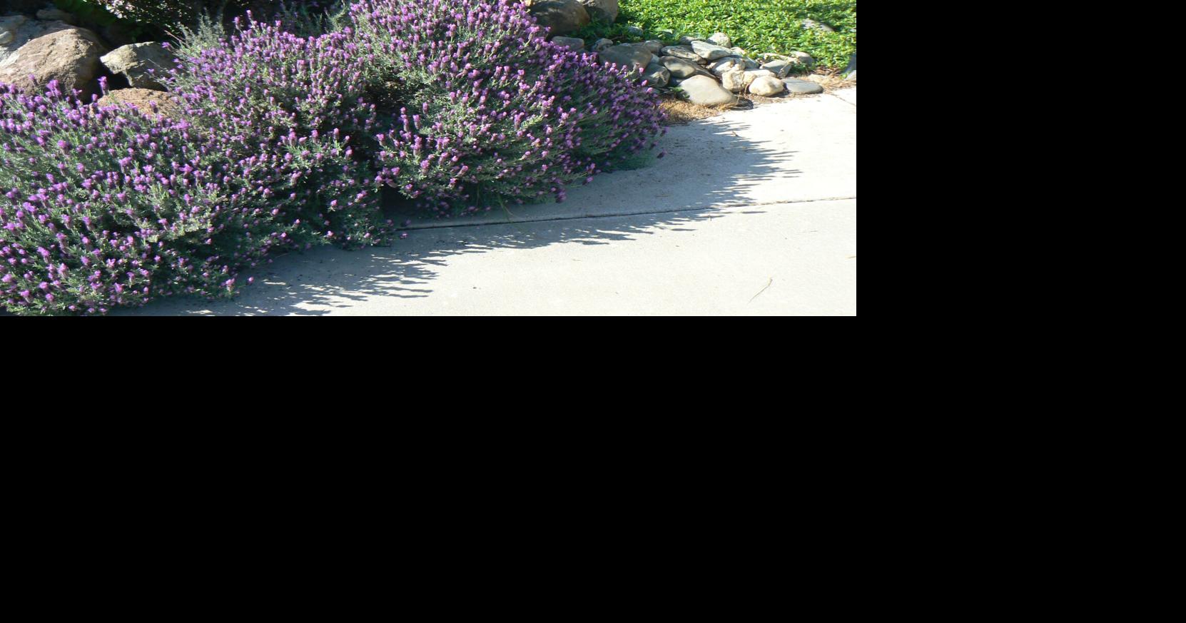 Every Blooming Thing - Lavenders Blue, Dilly, Dilly | Corning Observer ...
