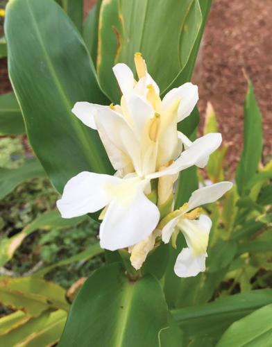 white ginger flower