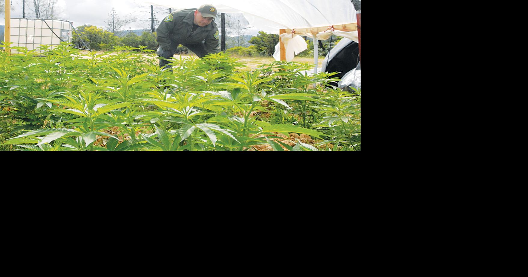 Dobbins pot grow busted | News | appeal-democrat.com