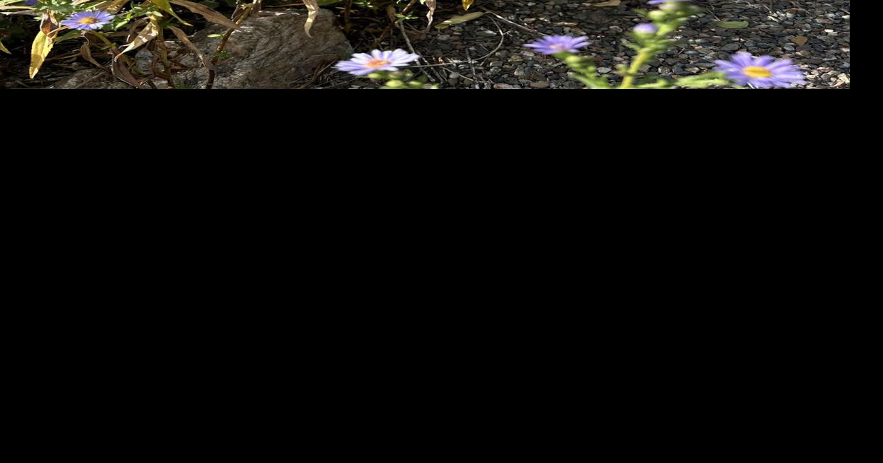 Every Blooming Thing - Asters, showy, but potentially invasive ...