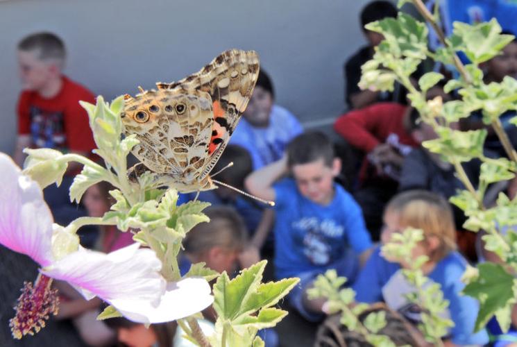 Pupils learn about pupae in Marysville | News | appeal-democrat.com
