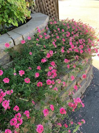 Every Blooming Thing: V is for vibrant verbena | Corning Observer ...