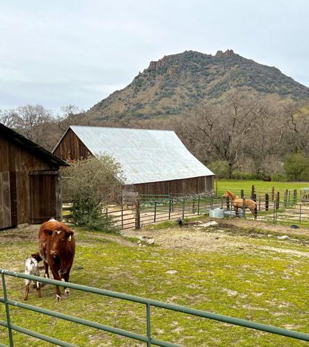 Sacred pastures: A day at the Dean Place in the Sutter Buttes ...
