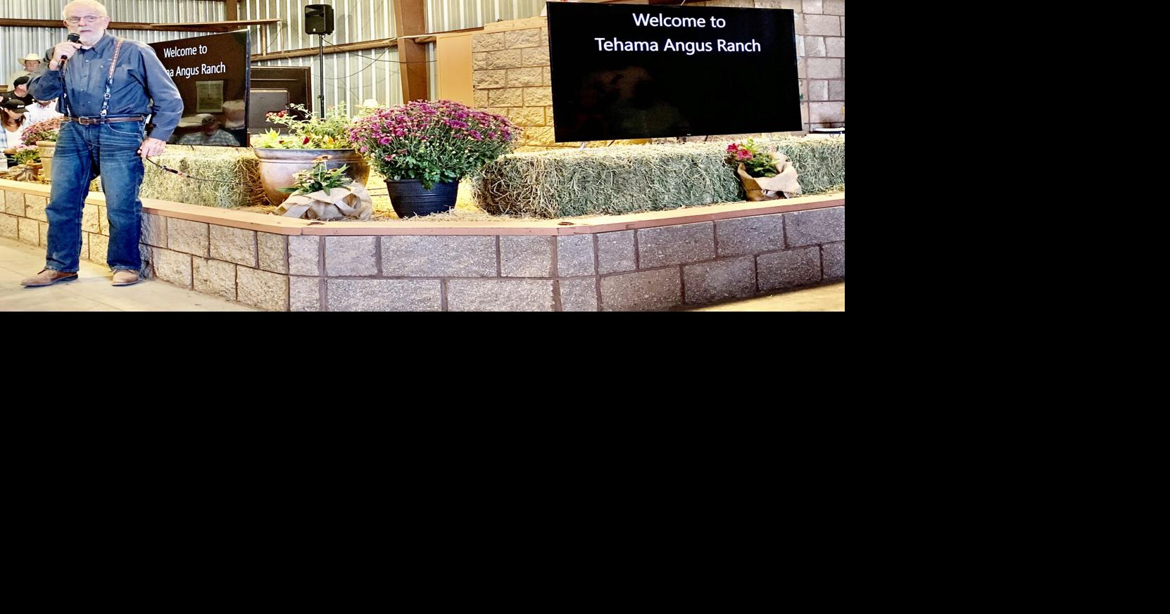 Tehama Angus 'golden' sale a bull's eye | Corning Observer | appeal ...