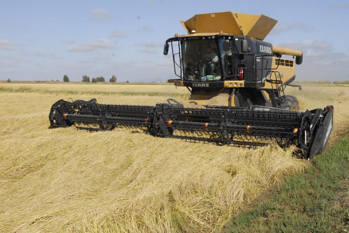 Yuba-Sutter rice harvest underway | News | appeal-democrat.com