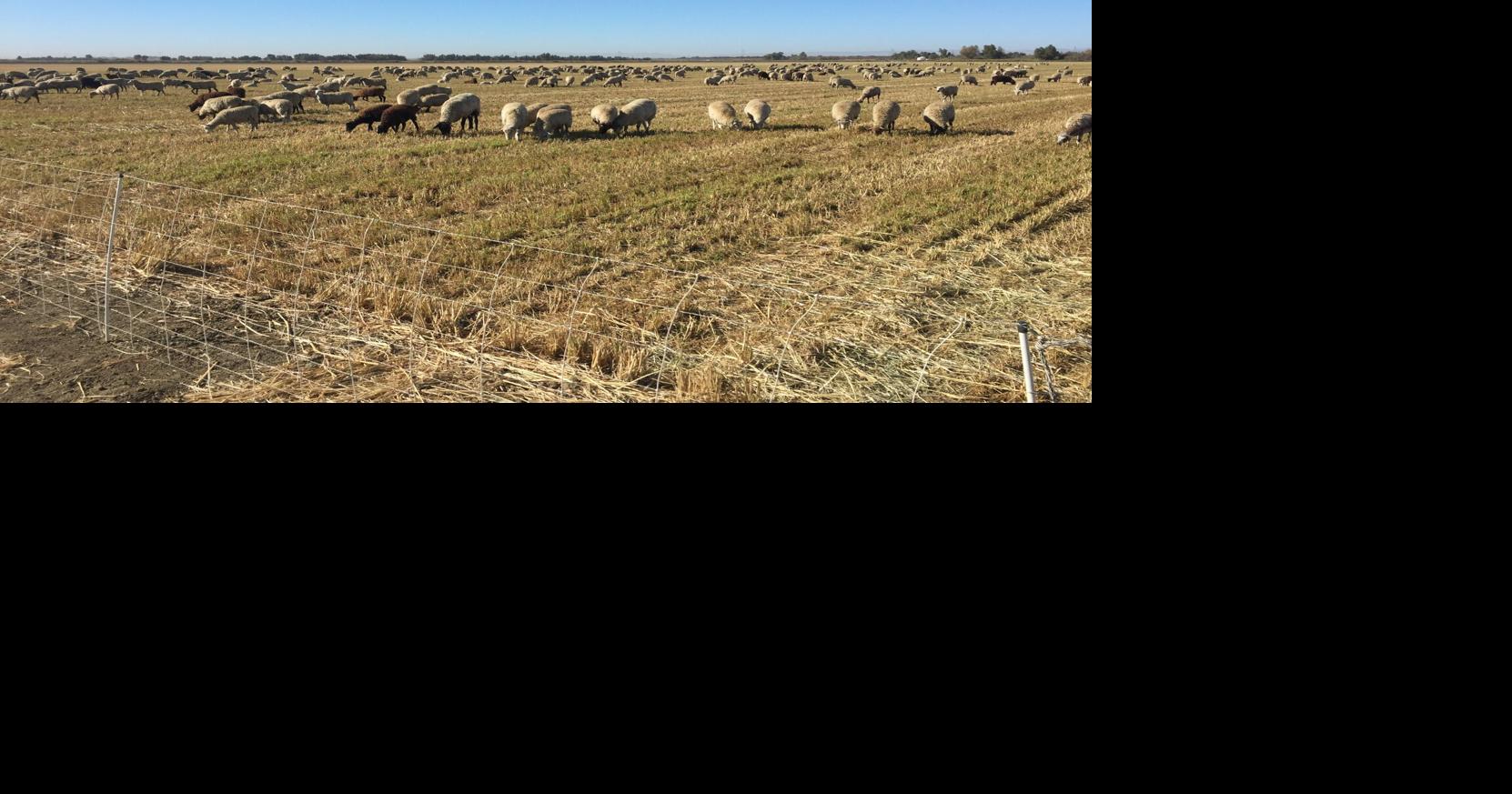 A little look into the local targeted grazing world: ‘I just like the ...
