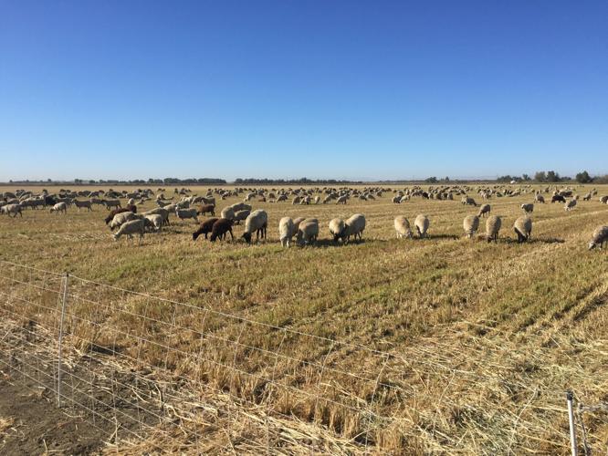 A little look into the local targeted grazing world: ‘I just like the ...