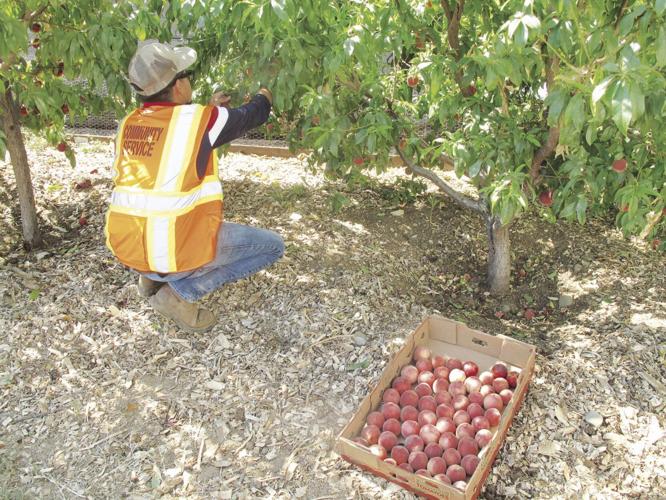Inmate farm provides food and more in Red Bluff | Corning Observer ...