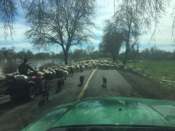 A little look into the local targeted grazing world: ‘I just like the ...