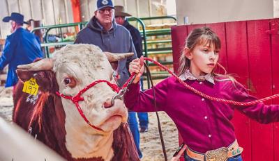 Thousands gather for Red Bluff Bull and Gelding Sale | Corning Observer ...