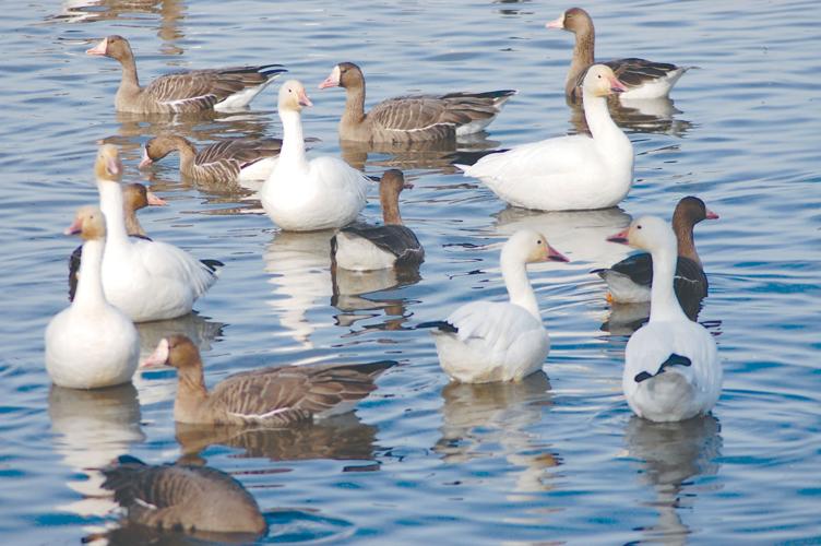 Snow Goose Festival takes flight | Colusa Sun Herald | appeal-democrat.com