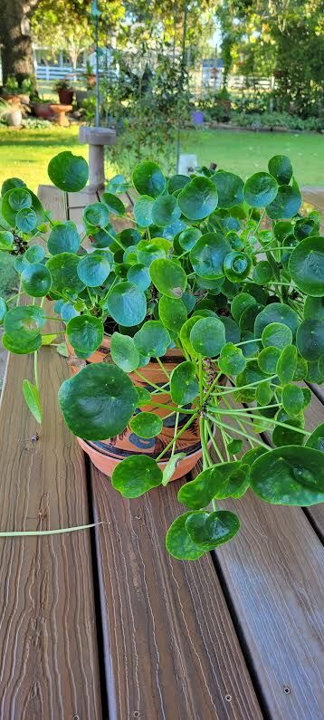 Every Blooming Thing - Divide and Conquer plants for fall, winter ...