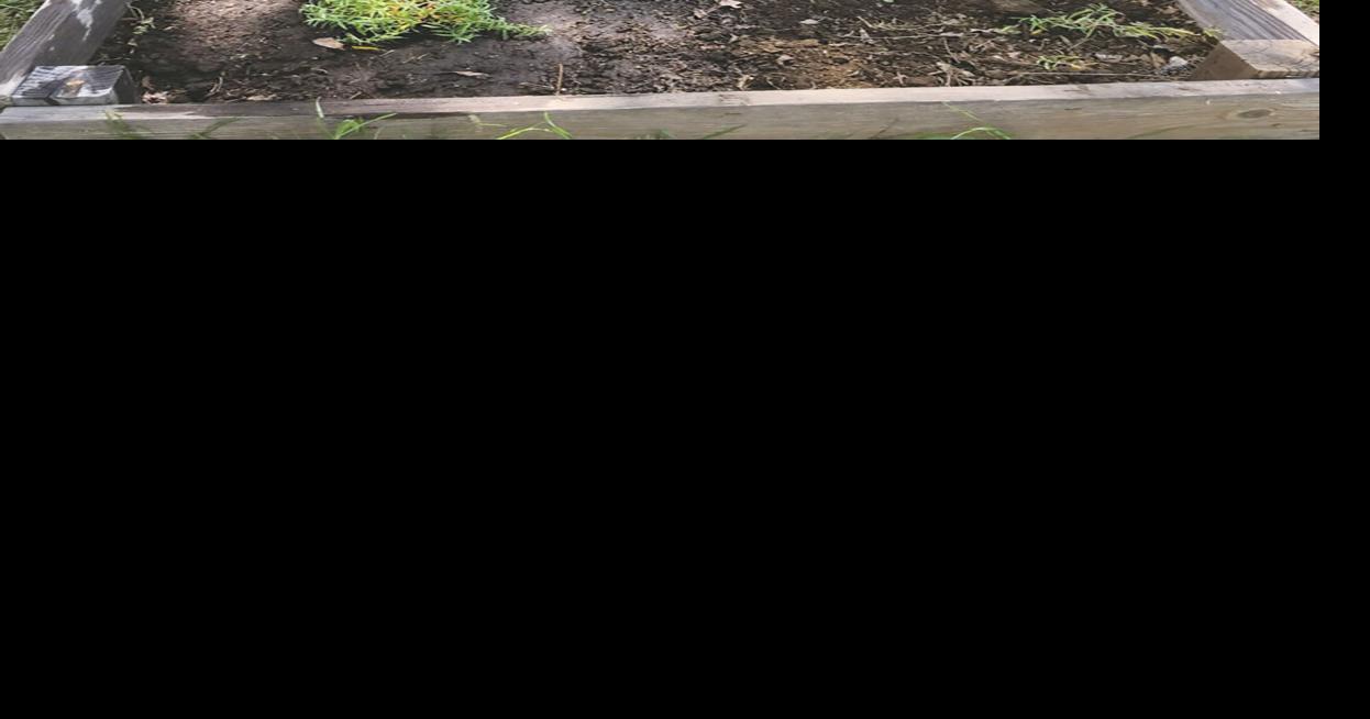 Yuba Environmental Science Charter Academy Native Plant Trail ...