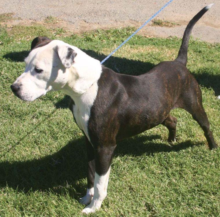 Pet of the Week: Boomer is pit bull/pointer mix | | appeal-democrat.com