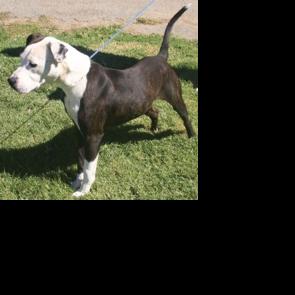 Pet of the Week: Boomer is pit bull/pointer mix | | appeal-democrat.com