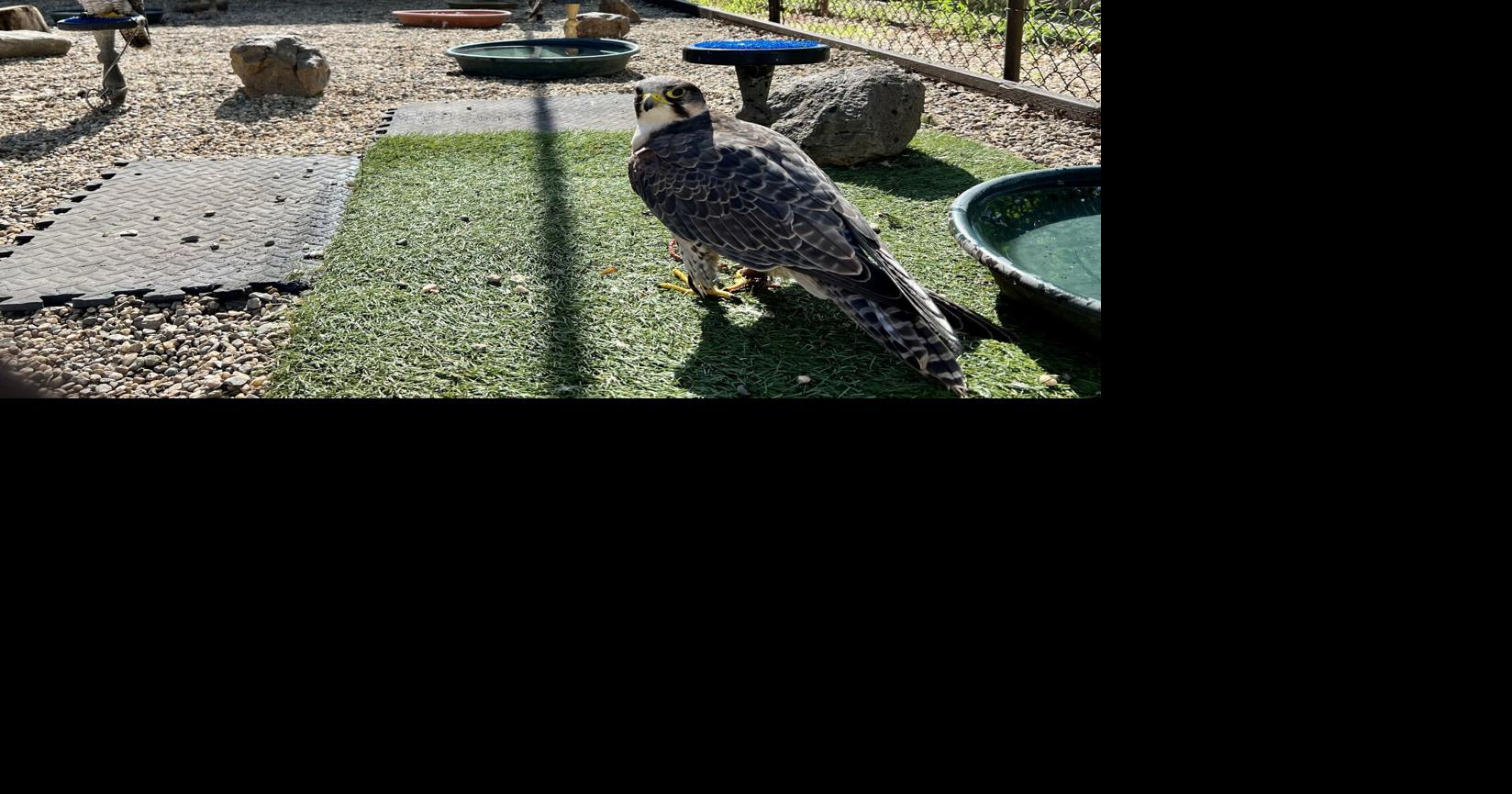 ‘Doing what you love’: West Coast Falconry a California original | News ...