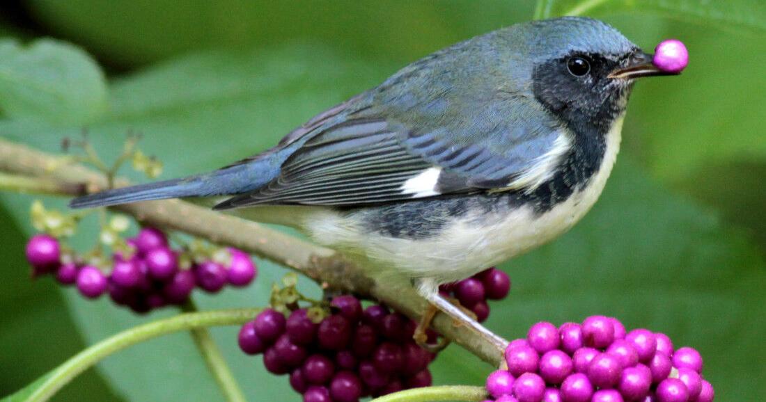 Opinion: Attracting birds and pollinators to your winter garden ...