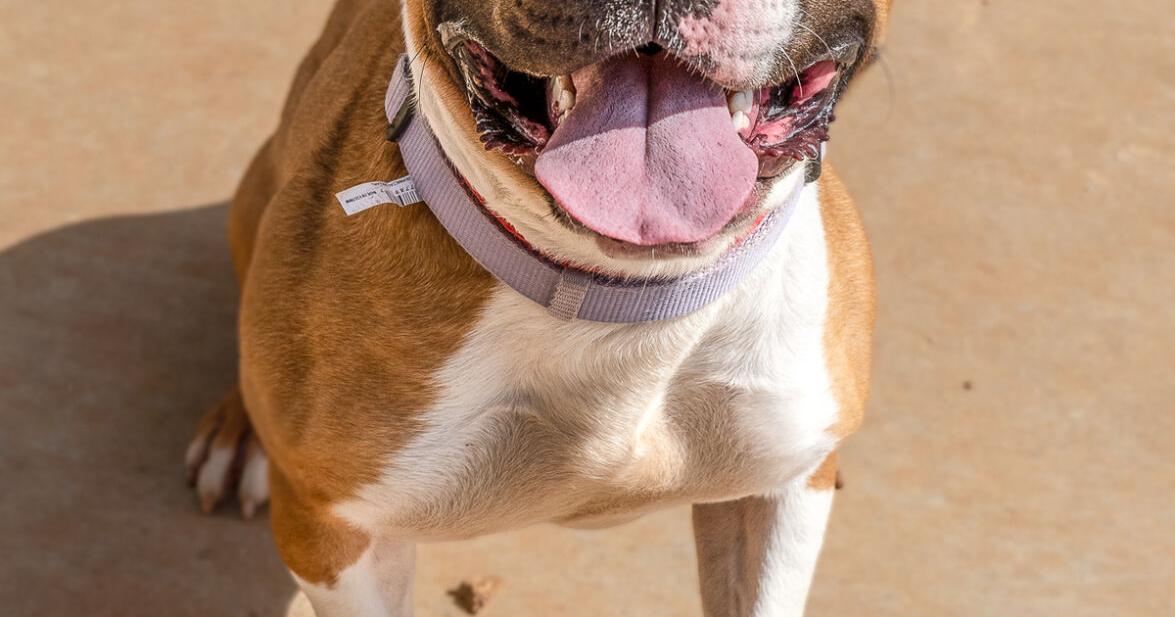 Pet of the Week: Fluttery | Community News | appenmedia.com