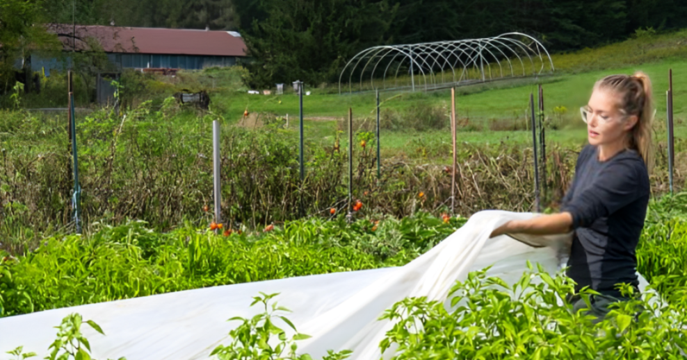 Opinion: Protect plants from cold damage with these essential ...