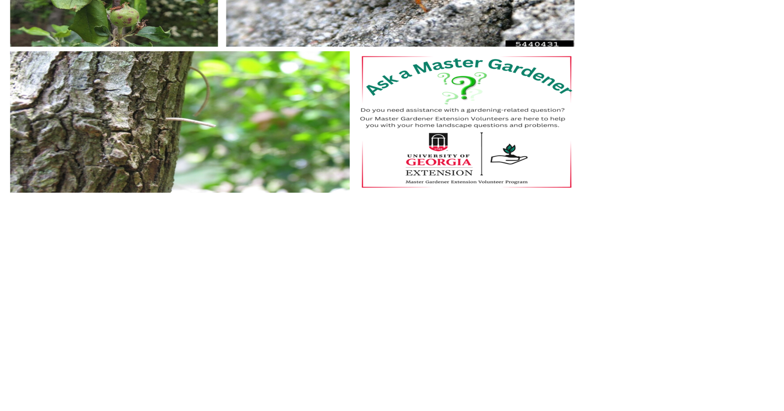 Opinion: Have a question? Ask a master gardener. | Opinion | appenmedia.com