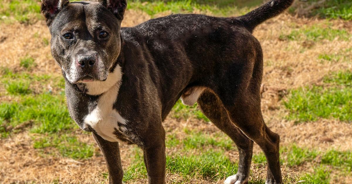 Pet of the Week: Jerry Waters | Dunwoody News | appenmedia.com