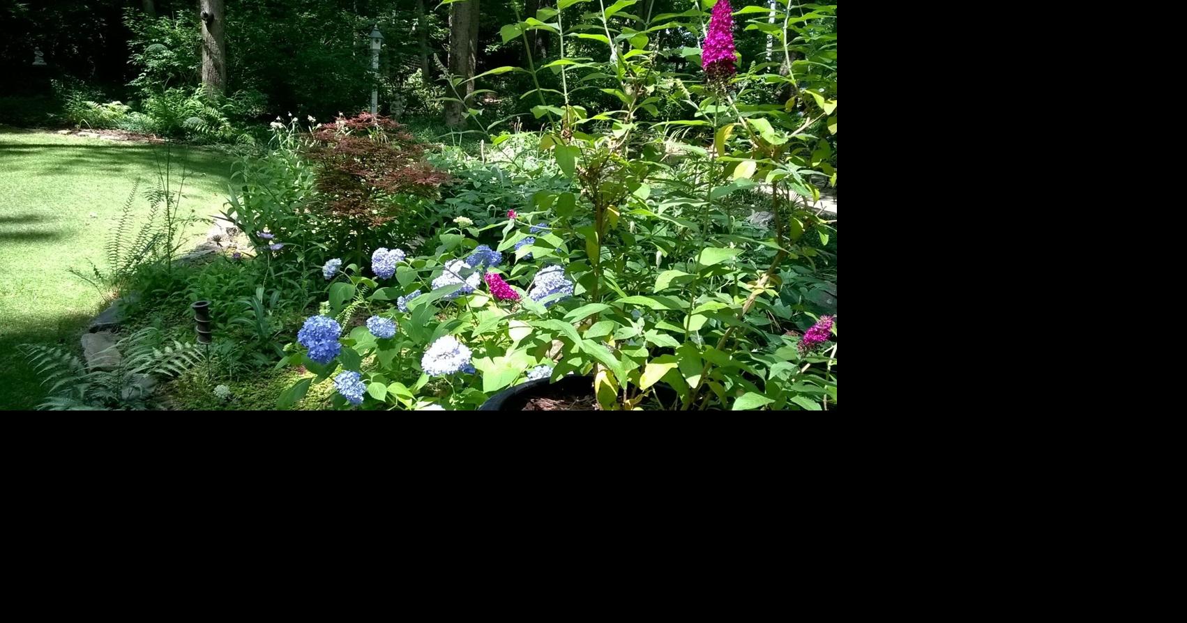 Opinion: If you plant it, will monarchs come? | Opinion | appenmedia.com