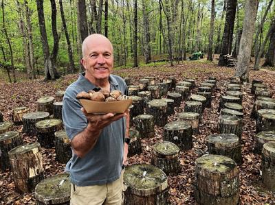 Opinion: Fungus among us – the history and benefits of mushrooms ...