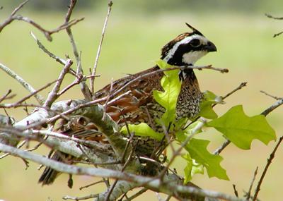 Opinion: Gone but not forgotten – bobwhite quail are part of our ...
