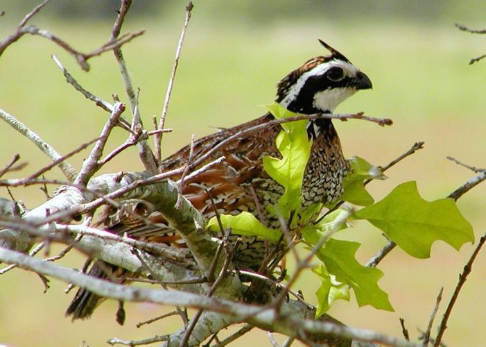 Opinion: Gone but not forgotten – bobwhite quail are part of our ...